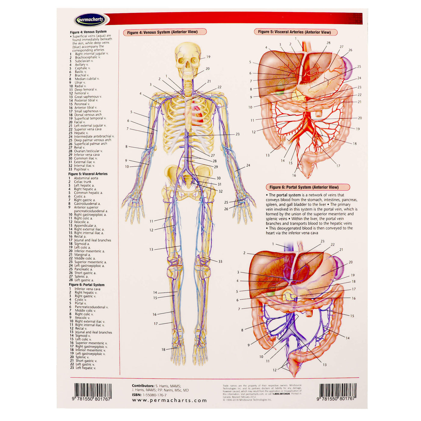 Circulatory System Perma Chart | Laminated Anatomical Charts | Buy Now