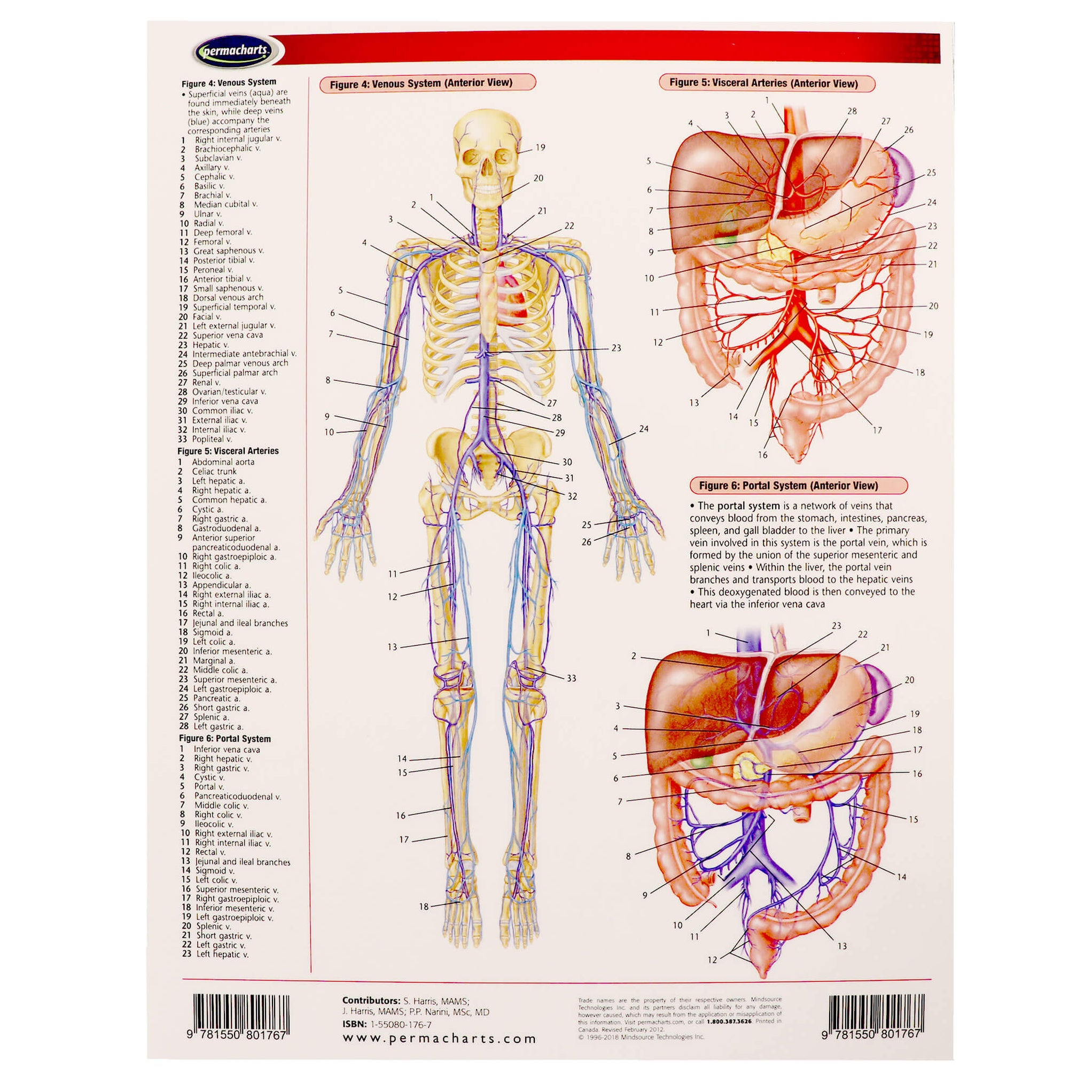 Circulatory System Perma Chart | Laminated Anatomical Charts | Buy Now