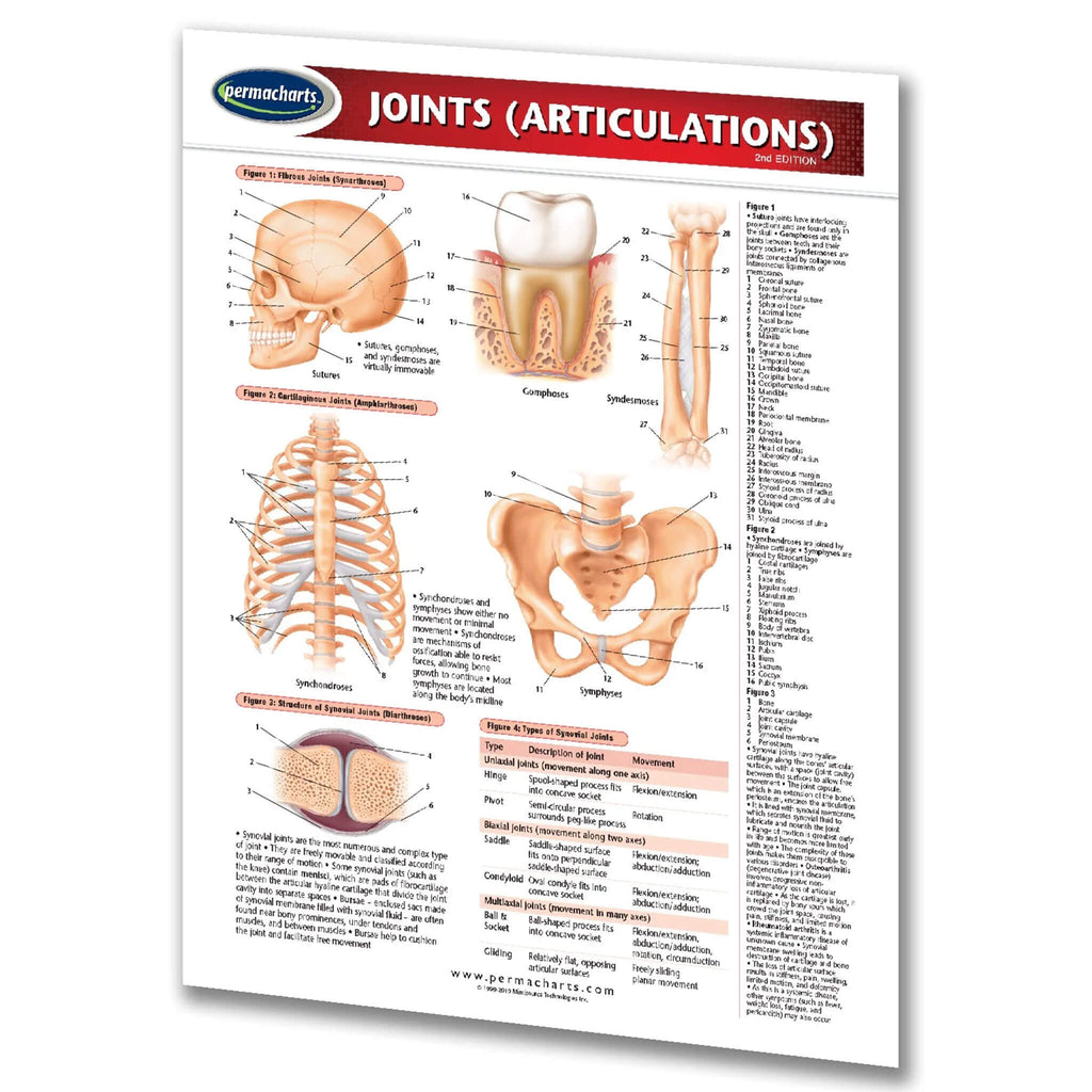 PermaChart Anatomical Guides for Therapeutic and Medical Reference