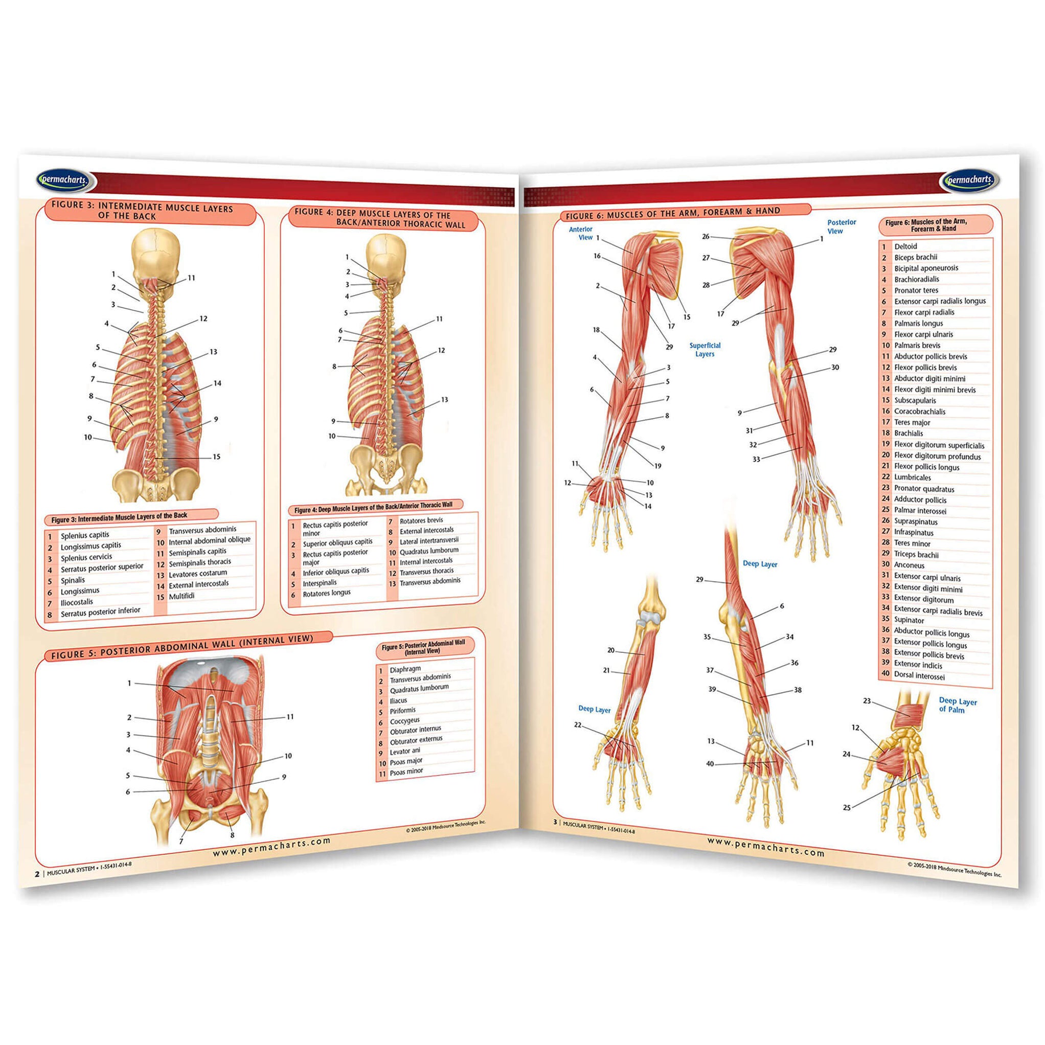 Muscular System Perma Chart, Laminated Anatomical Chart for Clinicians