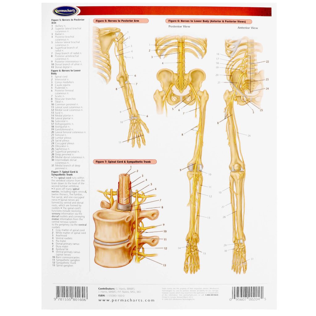 PermaChart Anatomical Guides for Therapeutic and Medical Reference