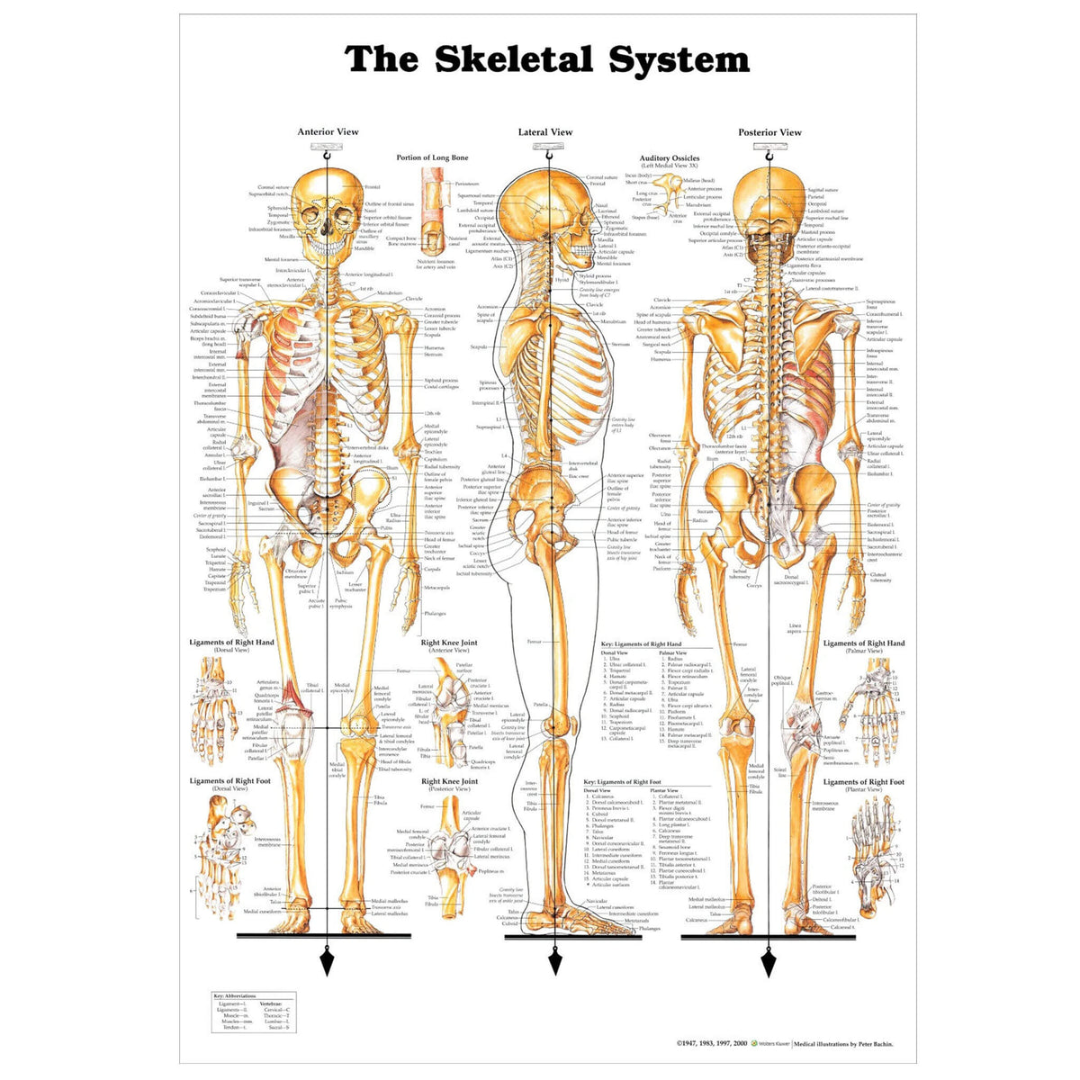 Shop Skeletal System Laminated Poster with 3 Large Illustrations