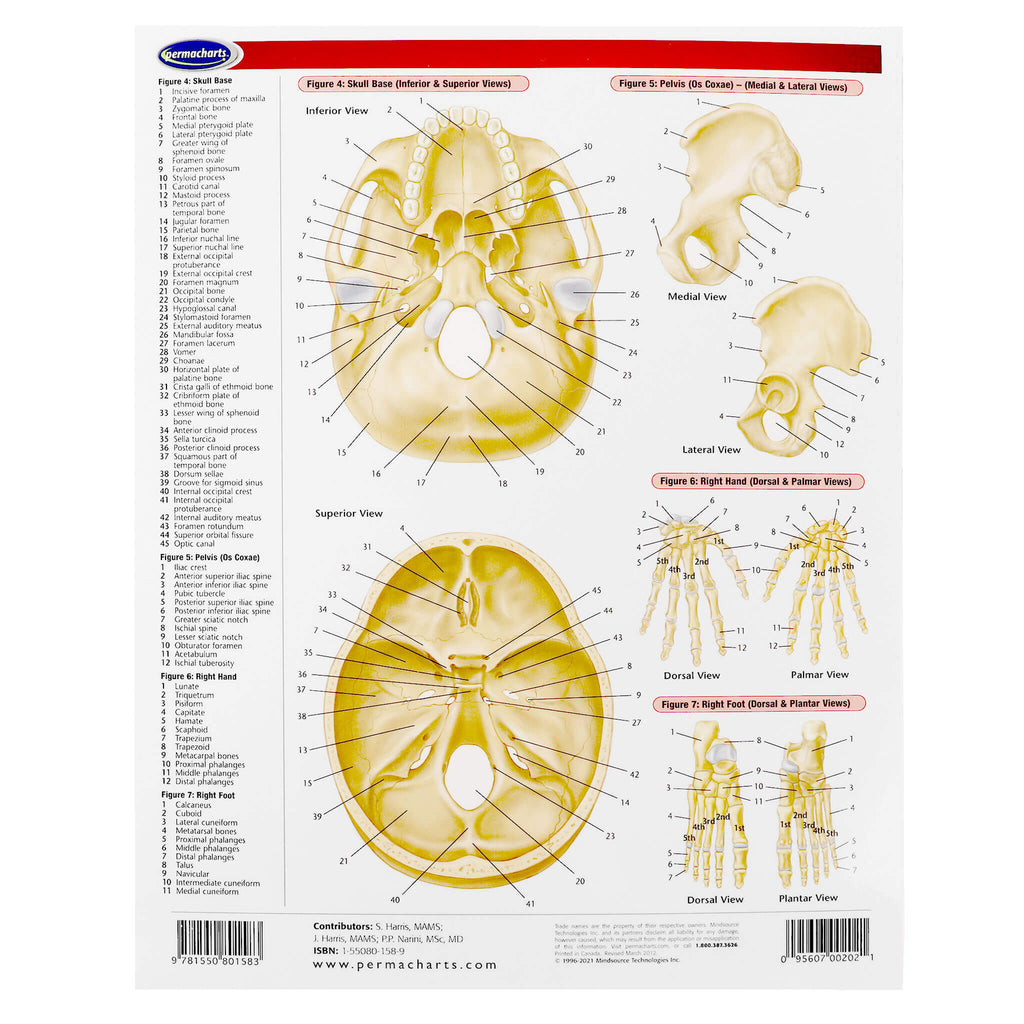 PermaChart Anatomical Guides for Therapeutic and Medical Reference