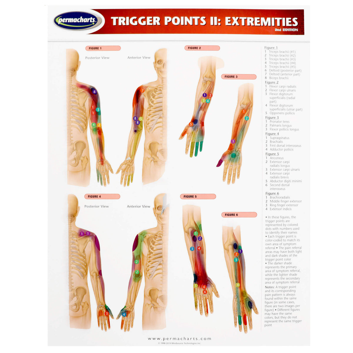 Buy Trigger Points Head & Torso Perma Chart | 2nd Edition | Body Best