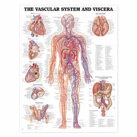 Vascular System Laminated Poster | Body Best, Etobicoke