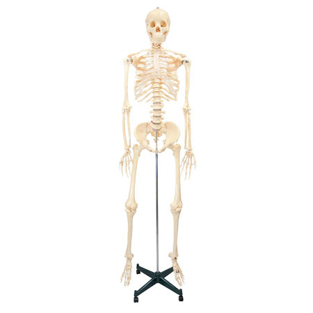 Budget Bucky Skeleton | Popular School-Level Anatomy Model with Stand